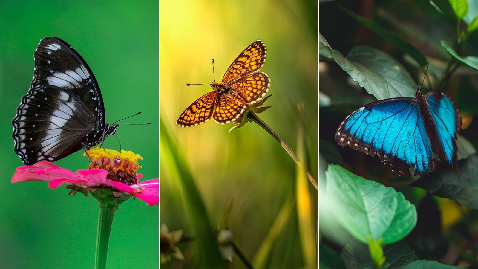 Tìm hiểu thông điệp đằng sau màu sắc của loài bướm bạn gặp | ELLE