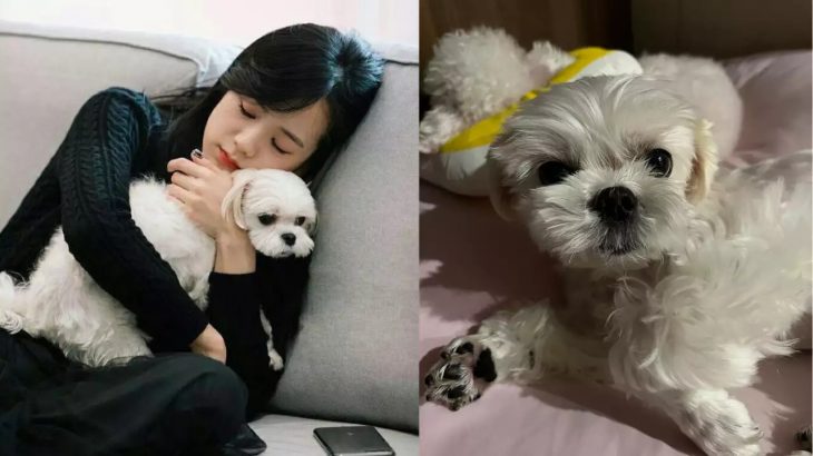 Khám phá bộ sưu tập túi hiệu của Dalgom - thú cưng nữ thần Jisoo | ELLE